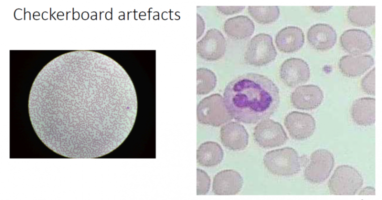 The Future of Digital Cell Morphology - Get 100X Closer Without ...
